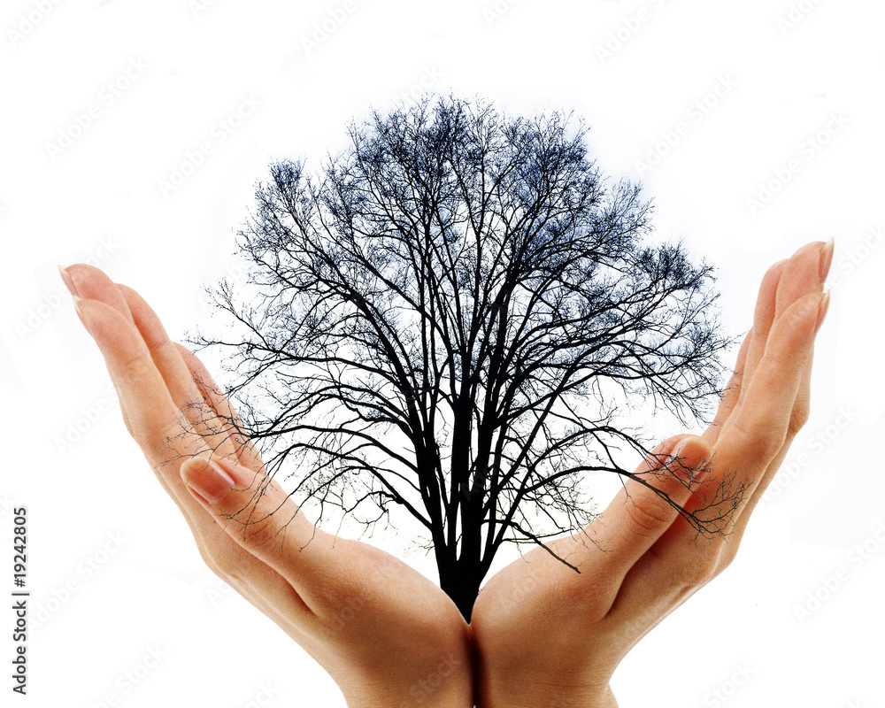 two hands holding bare tree on white background Stock Photo | Adobe Stock