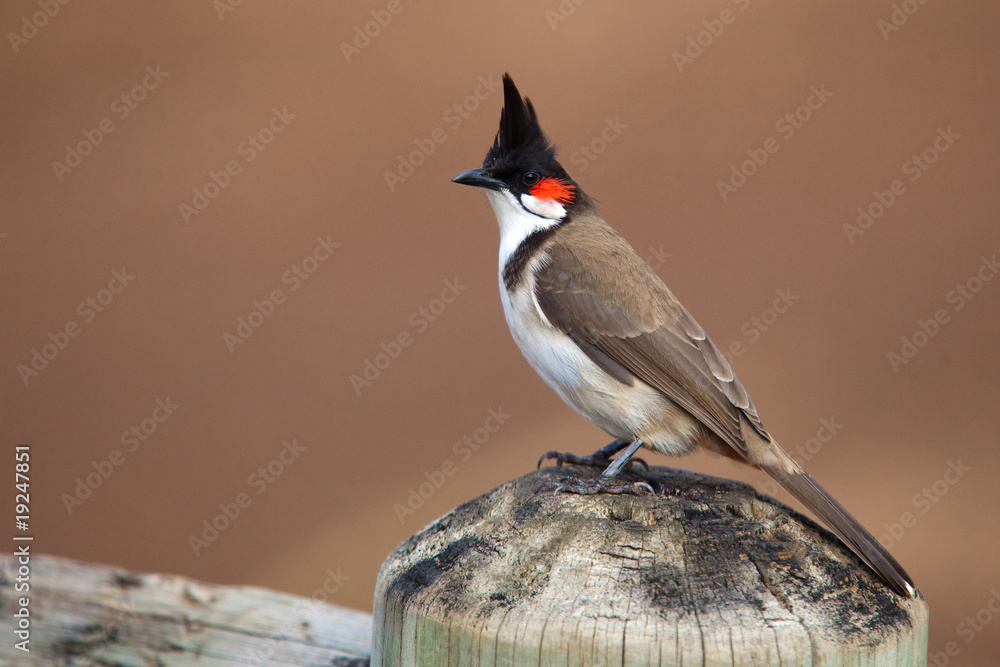 Foto Stock uccello con ciuffo | Adobe Stock
