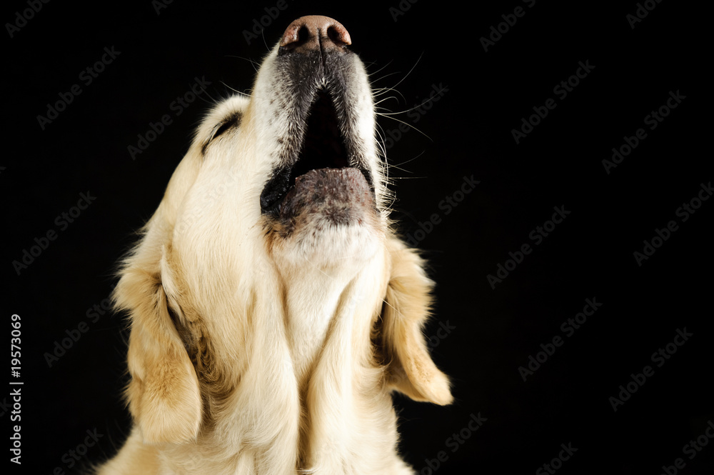 Heulender Hund Stock-Foto | Adobe Stock