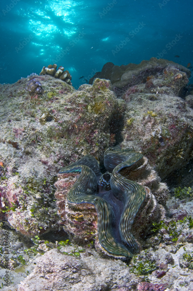 Récif et bénitier, coquillage géant, océan Indien, Maldives Stock-Foto ...