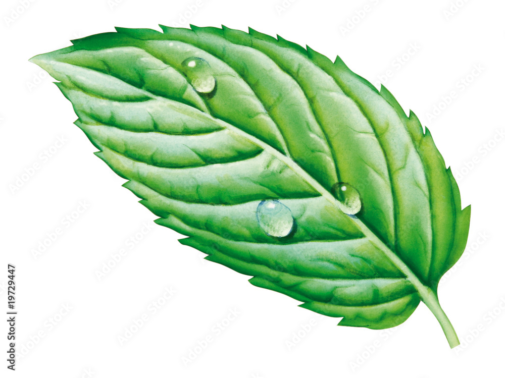Minzblatt Stock-Illustration | Adobe Stock