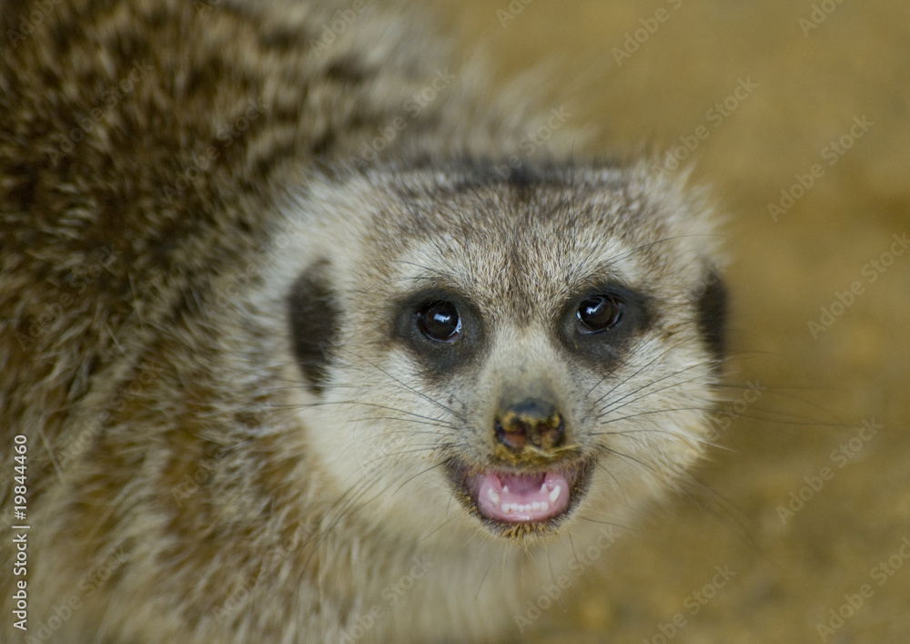 Meerkat staring with mouth open Stock Photo | Adobe Stock