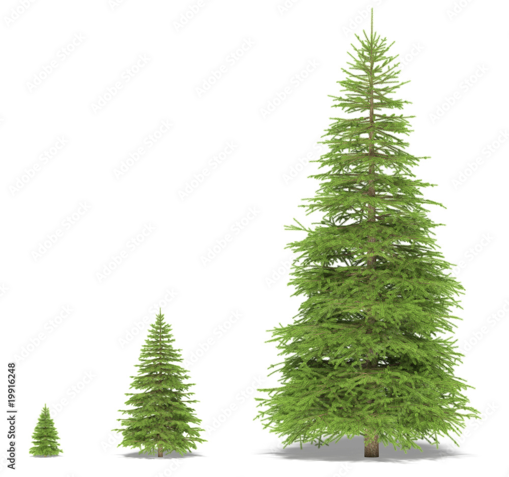 Spruce Stock Photo | Adobe Stock