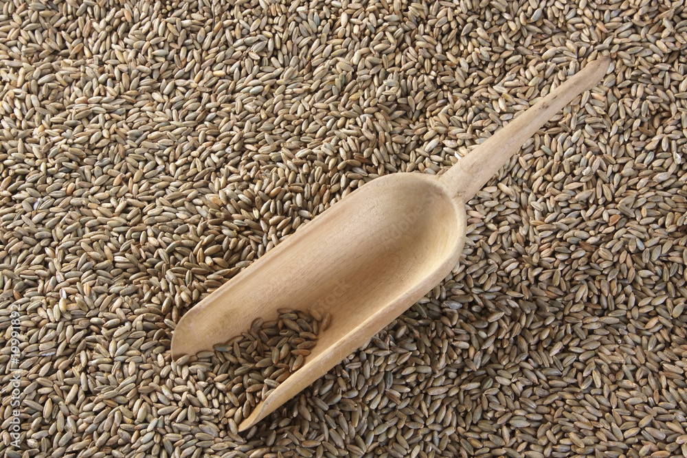 Roggen Stock Photo | Adobe Stock