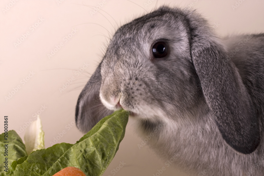 Kaninchen Grau Schlappohr Rabbit Hase Stock Foto Adobe Stock kaninchen-grau-schlappohr-rabbit-hase-stock-foto-adobe-stock