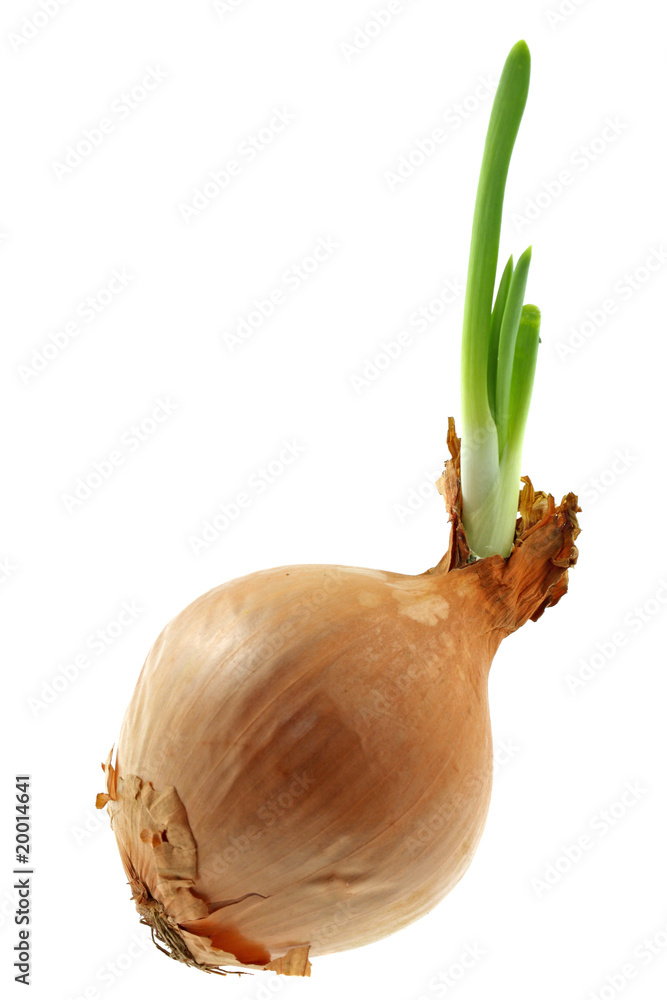 bulbe oignon jaune germé fond blanc Photos | Adobe Stock