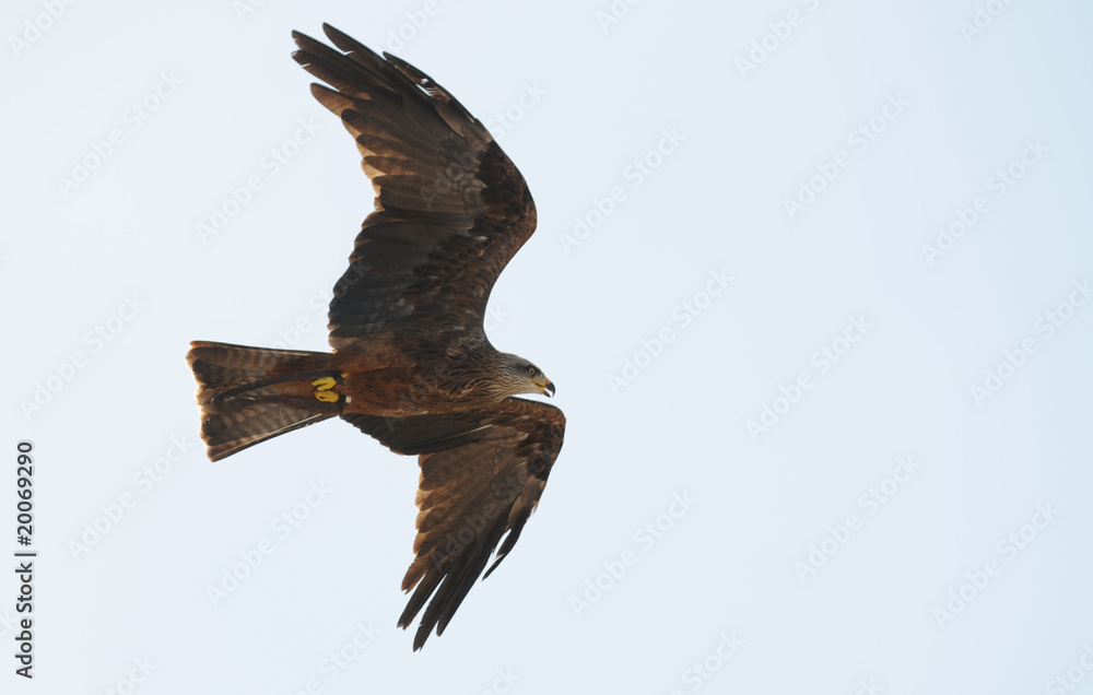 Falke im Flug Stock Photo | Adobe Stock