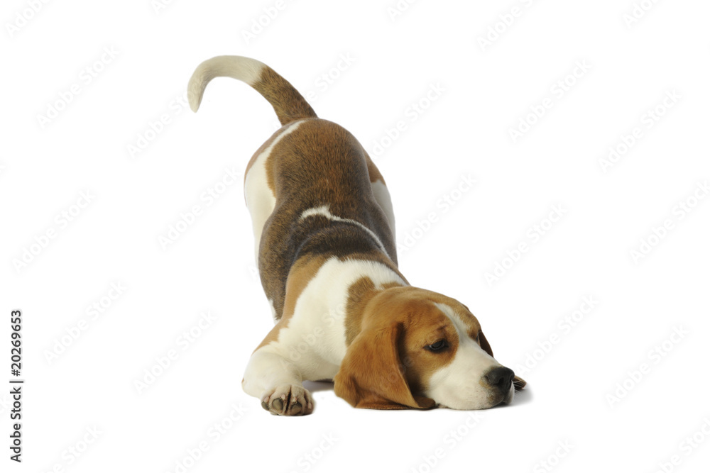 posture amusante d'un beagle ayant envie de jouer Stock Photo | Adobe Stock