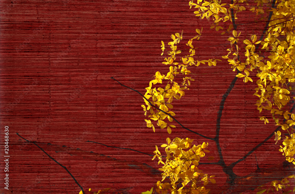 Golden shower tree blossom Stock Photo | Adobe Stock