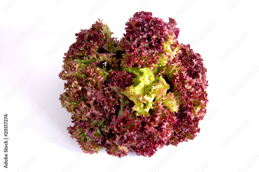 Lollo Rosso Stock Photo | Adobe Stock