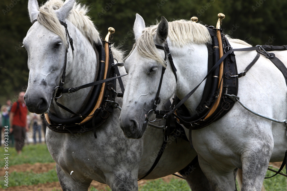 Percheron-Gespann Stock-Foto | Adobe Stock