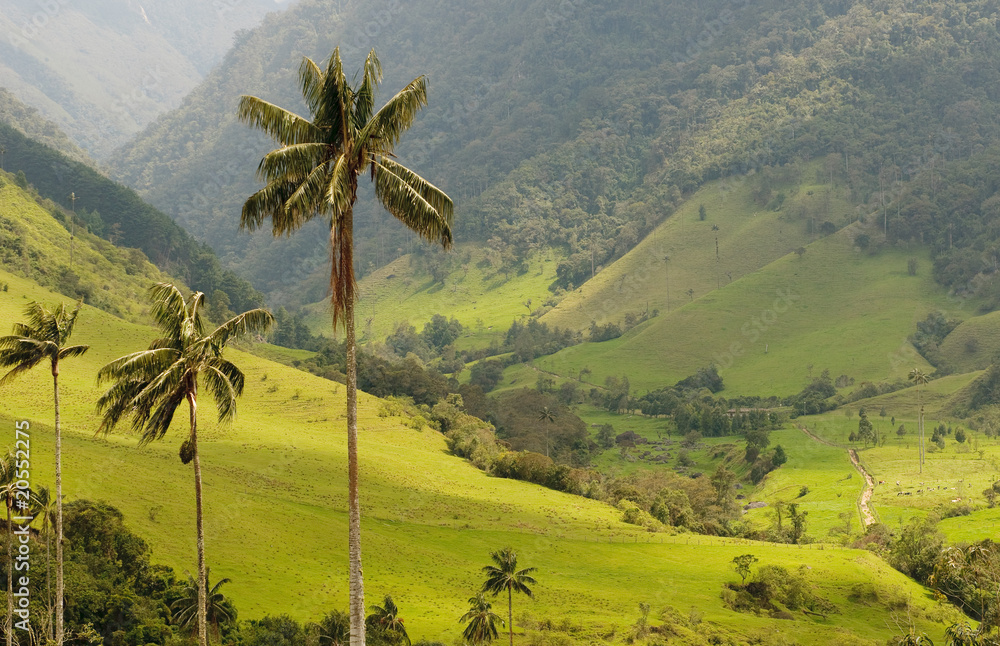 Vax palm trees of Cocora Valley, colombia Stock Photo | Adobe Stock