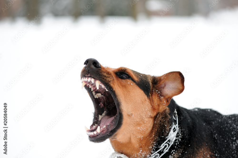 angry dog with bared teeth Stock Photo | Adobe Stock