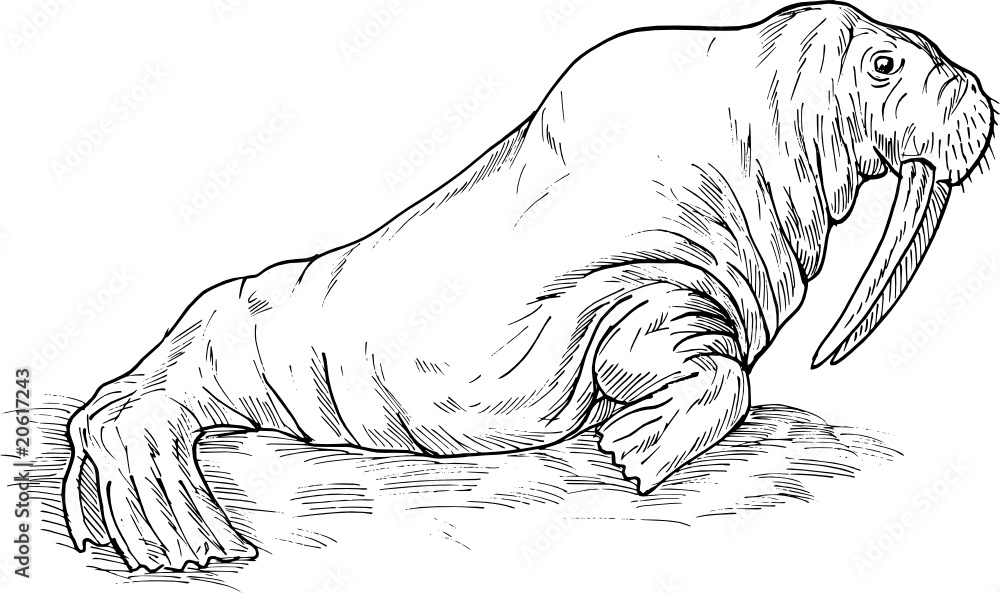 walrus drawing Stock Vector | Adobe Stock