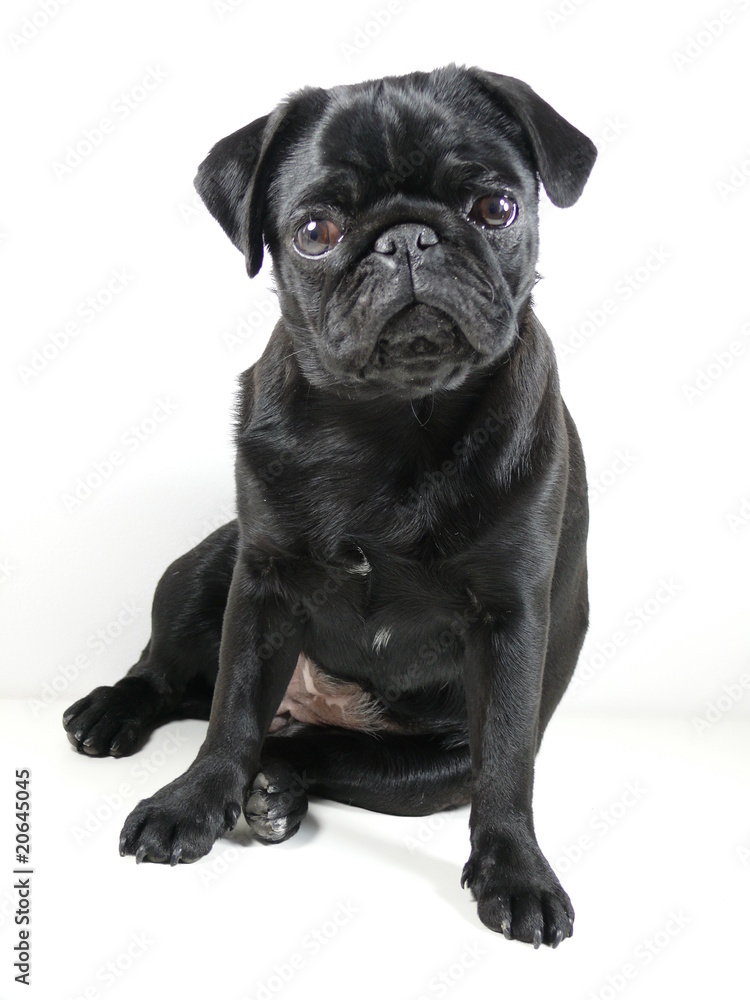 carlin noir 6 Photos | Adobe Stock