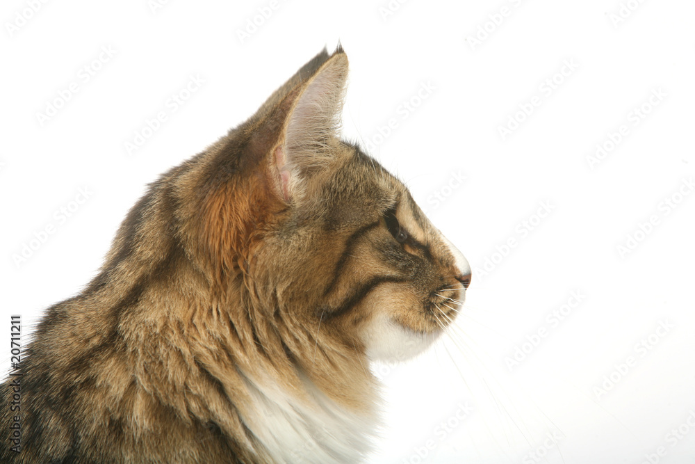 très gros plan de profil d'un chat norvégien Photos | Adobe Stock