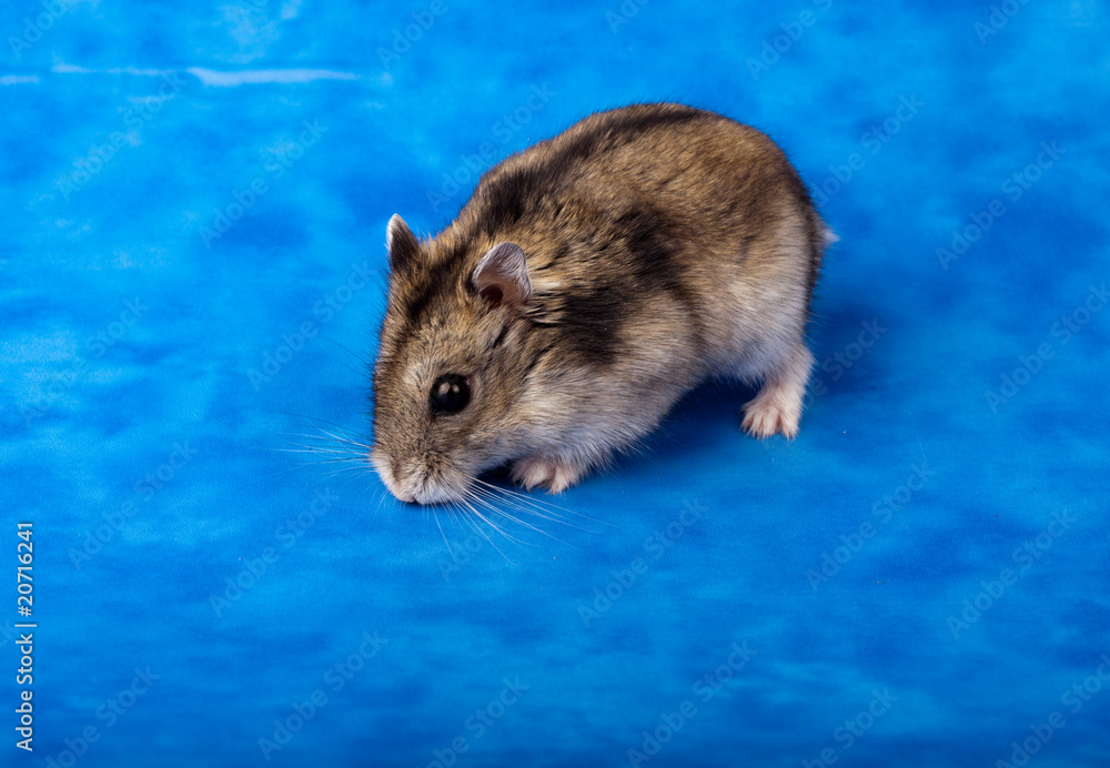 Winter White Russian Dwarf Hamster