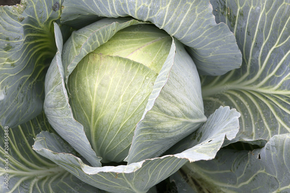 Weißkraut - Weißkohl Stock Photo | Adobe Stock