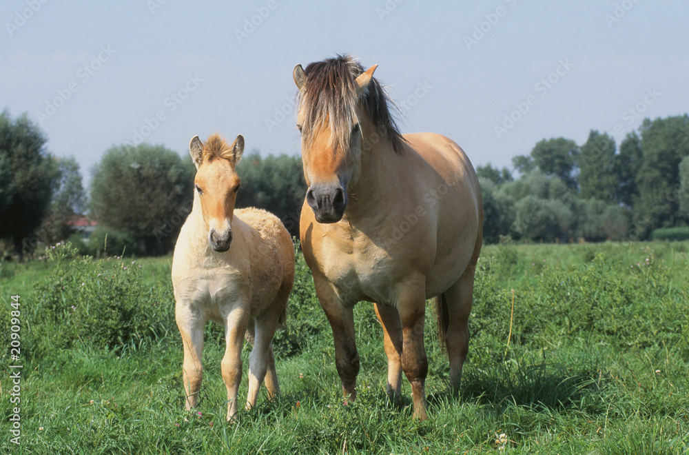 Poneys Fjord, jument et son poulain de face dans un pré Photos | Adobe Stock