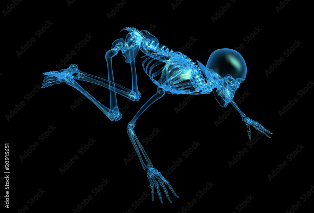 x-ray skeleton Stock Photo | Adobe Stock