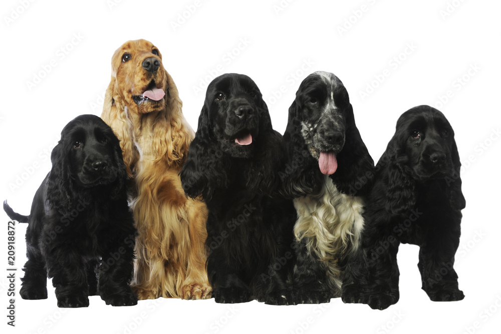 cinq cockers de différentes couleurs sagement réunis Stock Photo ...