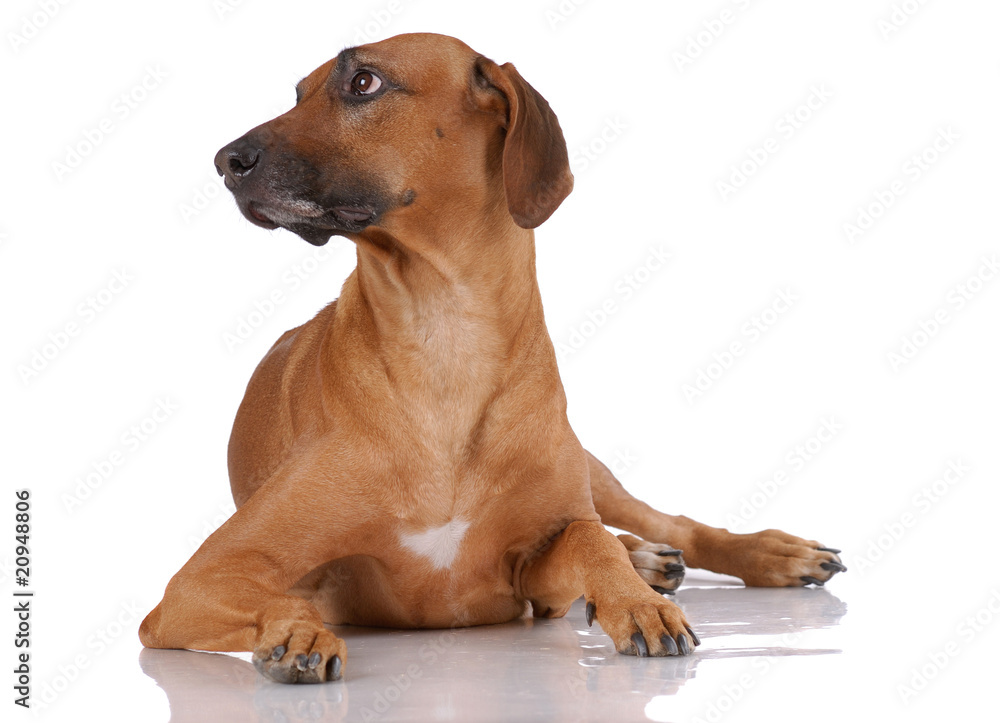 Laying Rhodesian Ridgeback Stock Photo | Adobe Stock