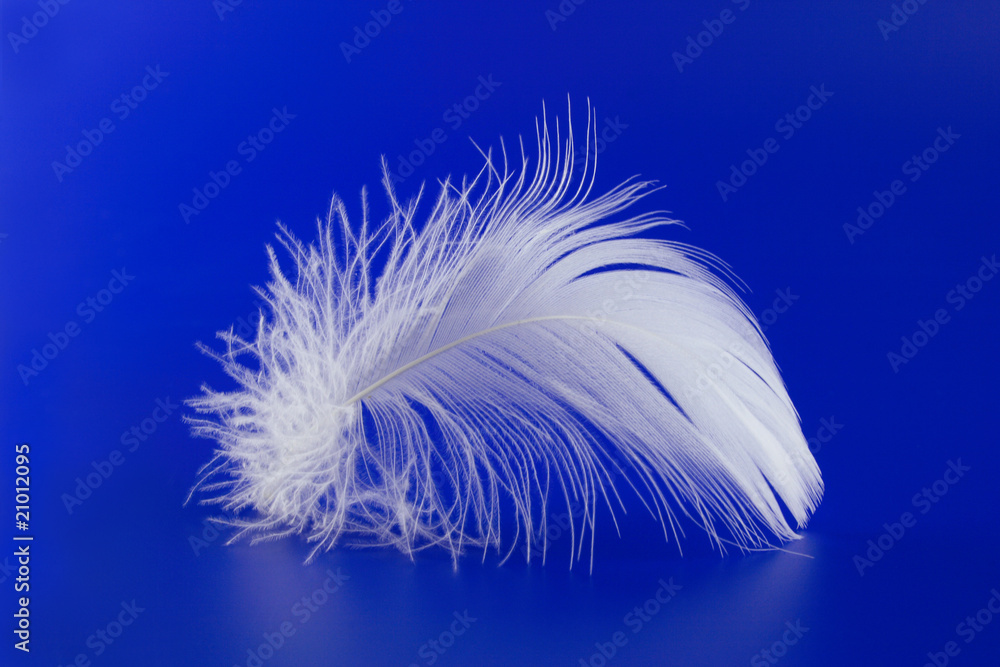 ferder auf blau Stock-Foto | Adobe Stock