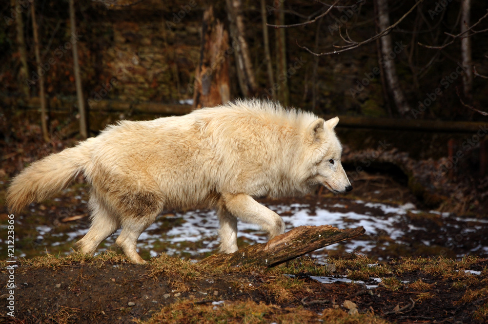 Arctic Wolf Running