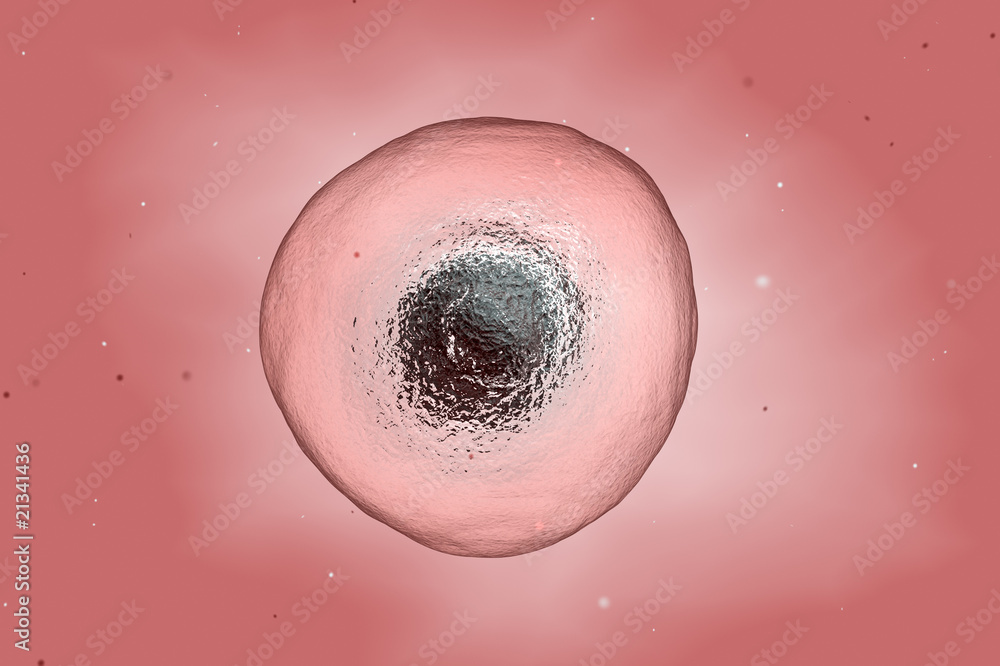 Human cell with nucleus Stock Illustration | Adobe Stock