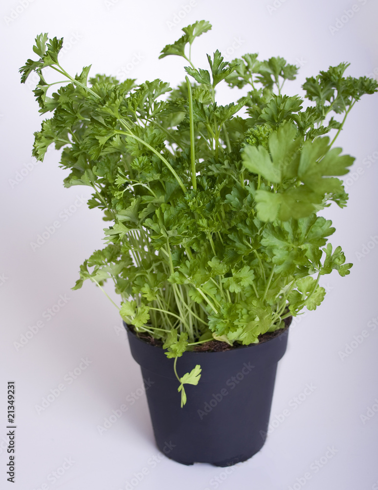 Petersilie Stock Photo | Adobe Stock