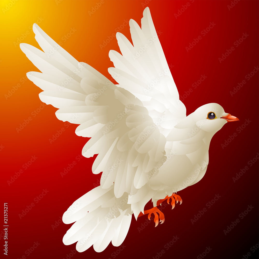 Vector white dove Stock Vector | Adobe Stock