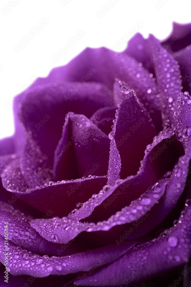 Purple Rose With Water Drops