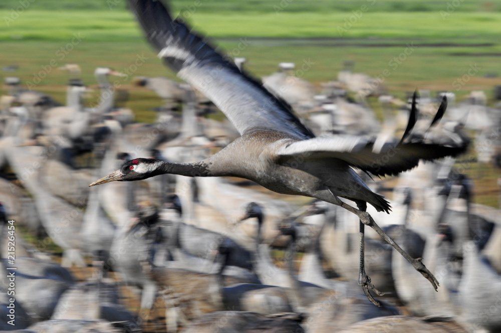 Common Cranes in flight at Ahula Lake, Israel Stock Photo | Adobe Stock