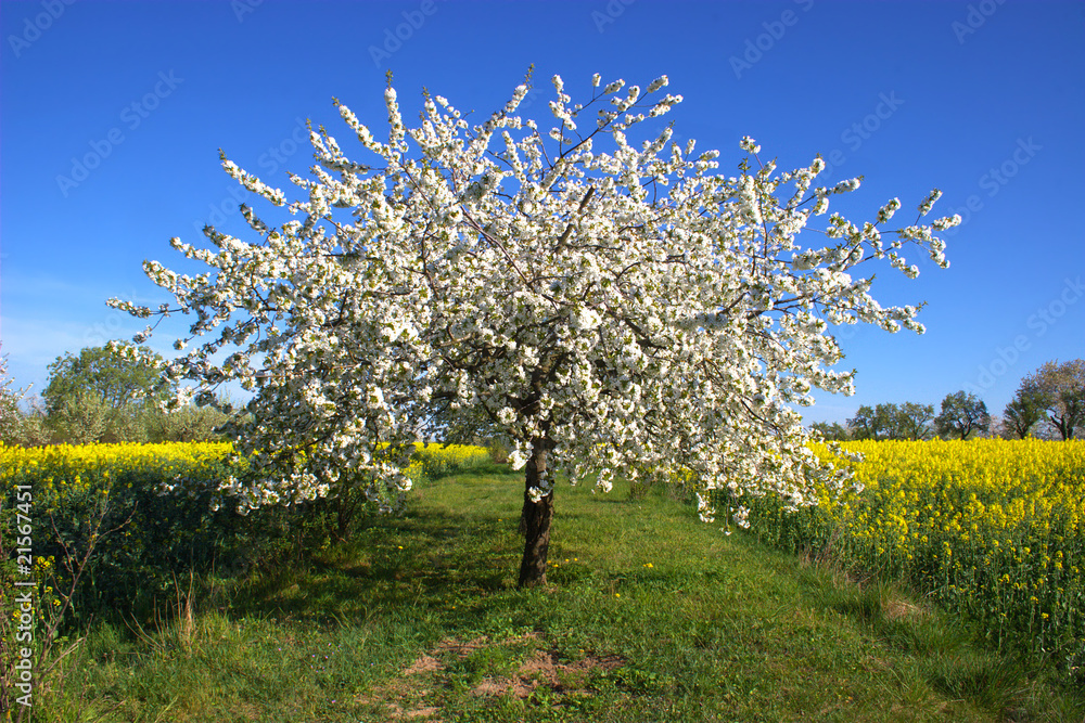 Blühender Apfelbaum Stock-Foto | Adobe Stock