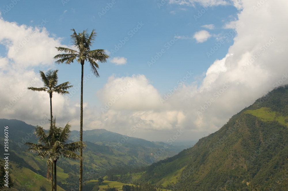 Vax palm trees of Cocora Valley, colombia Stock Photo | Adobe Stock