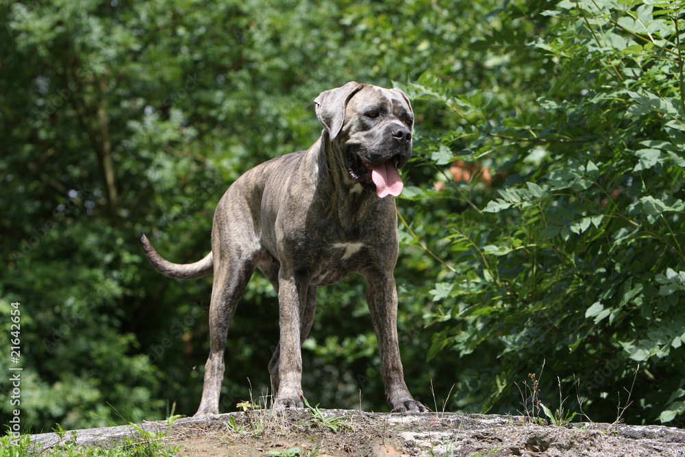 cane corso debout de trois quart très attentif Stock Photo | Adobe Stock