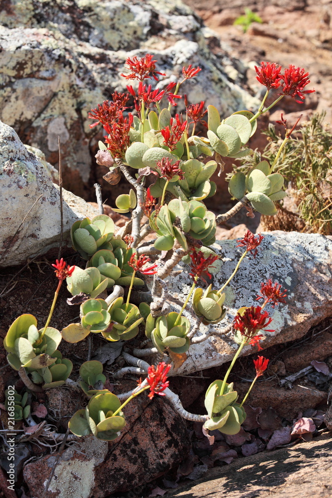 Succulent (xeric) plant from Socotra island Stock Photo | Adobe Stock