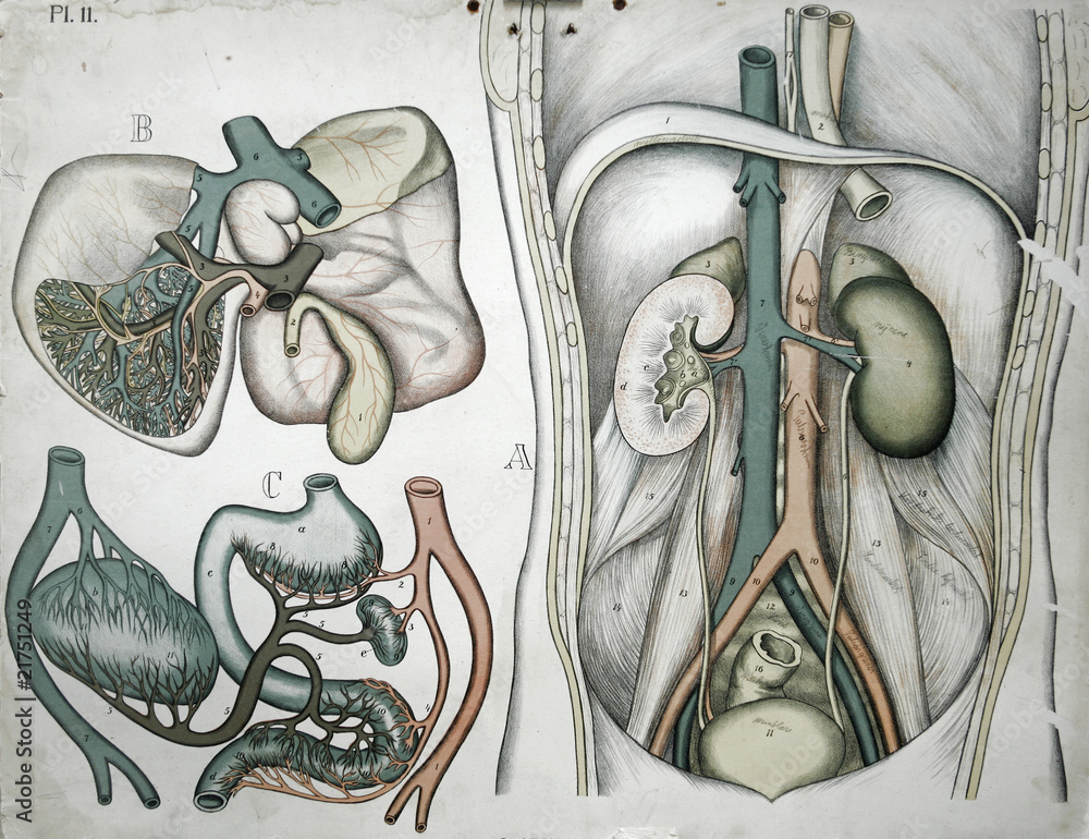 Vintage Medical Diagrams