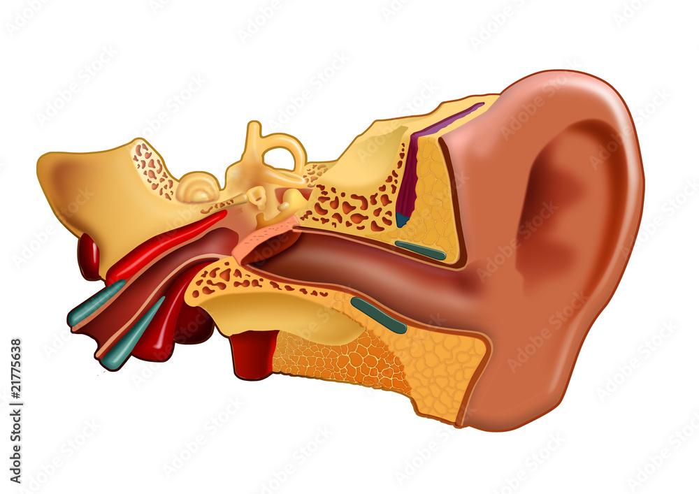 Oído interno ilustración de Stock | Adobe Stock