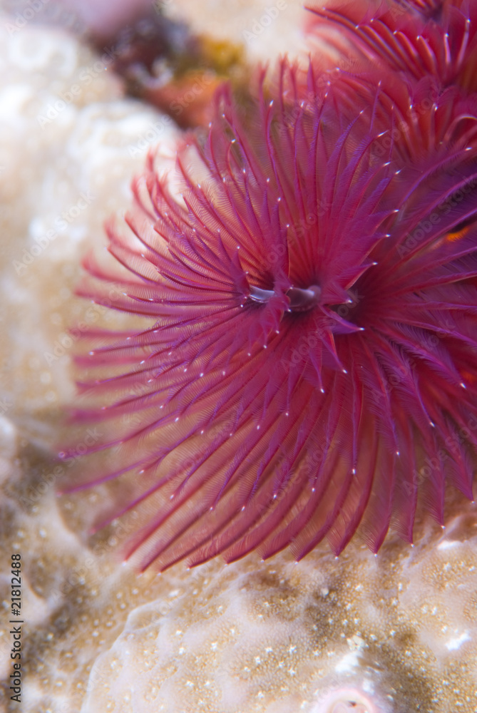 Pink Christmas Tree Worm