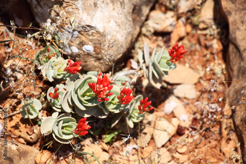 Succulent (xeric) plant from Socotra island Stock Photo | Adobe Stock