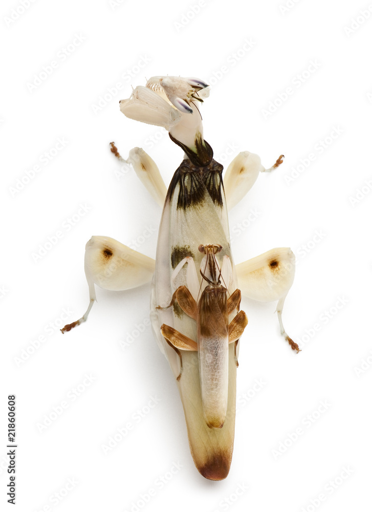 Male and female hymenopus coronatus, against white background Stock ...