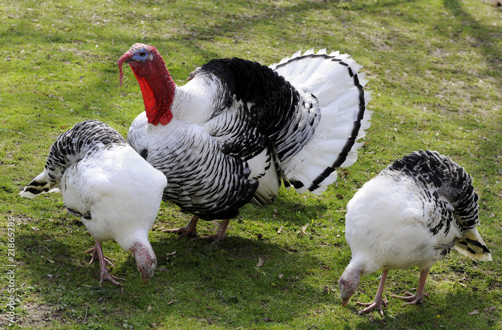 Truthahn_d1128 Stock-Foto | Adobe Stock