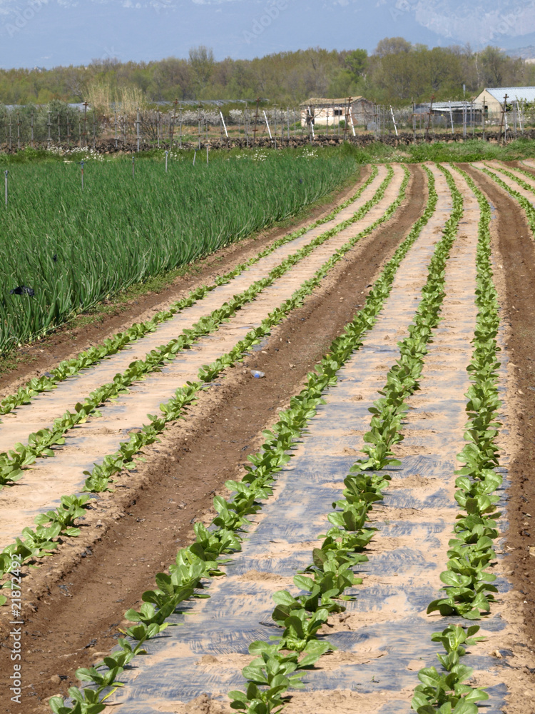 huerta Stock Photo | Adobe Stock