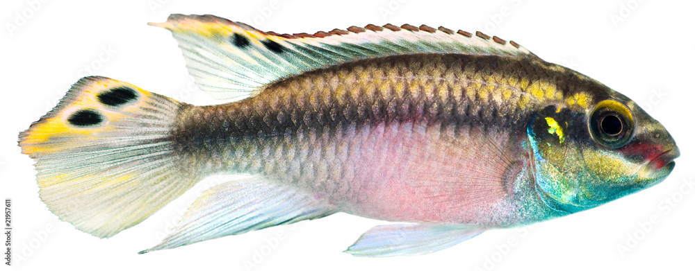 Kribensis Cichlid fish Stock Photo | Adobe Stock