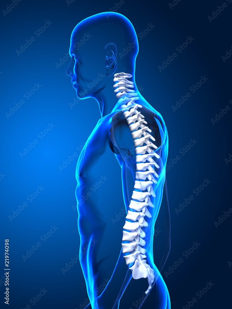 Correct posture concept with visible spine Stock Illustration | Adobe Stock