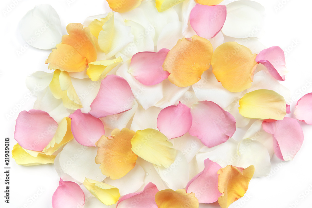 Rose petals background Stock Photo | Adobe Stock
