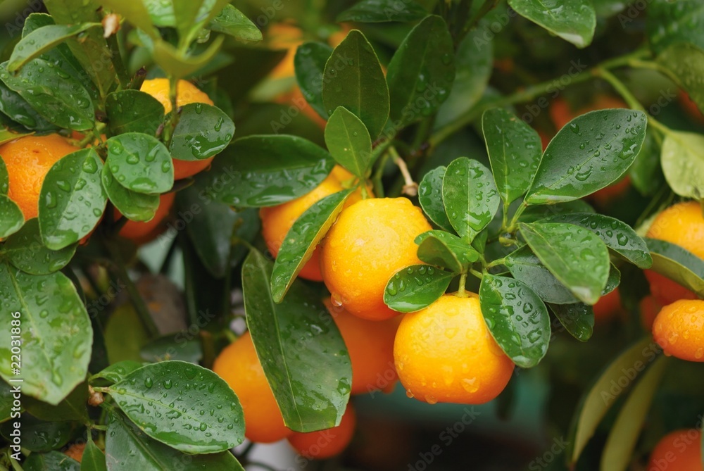 beautiful fresh untouched fruits of calamondin tree Stock Photo | Adobe ...
