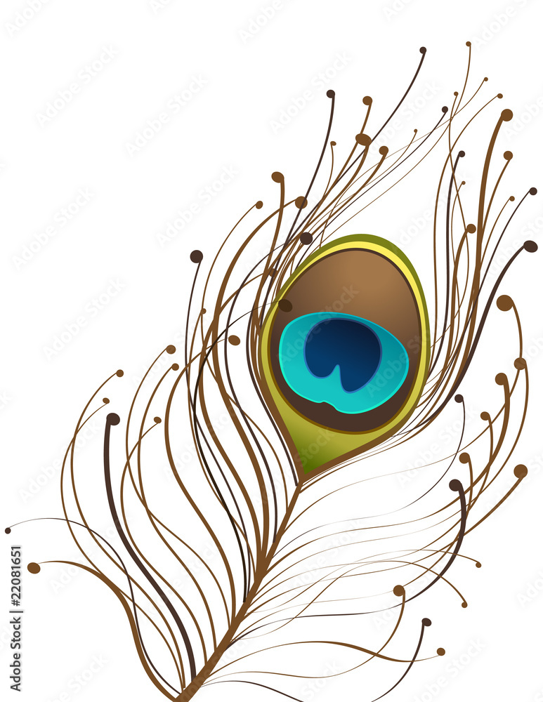 Beautiful Peacock Feather Stock Vector Adobe Stock