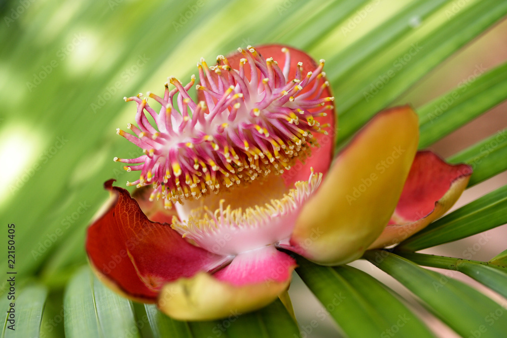 Fragrant Cannonball flower Stock Photo | Adobe Stock